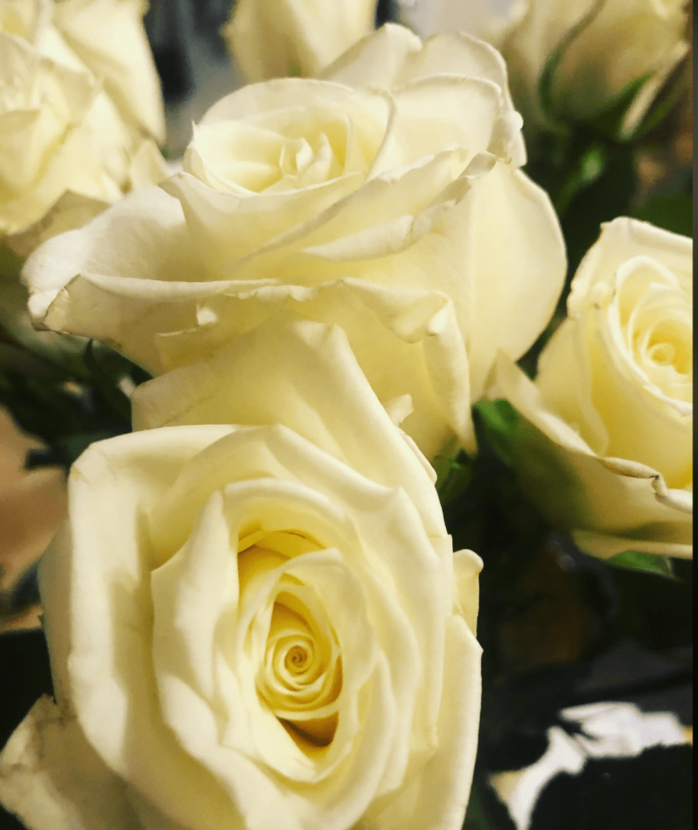 The Light that Pervades All Things – Monarca Rising